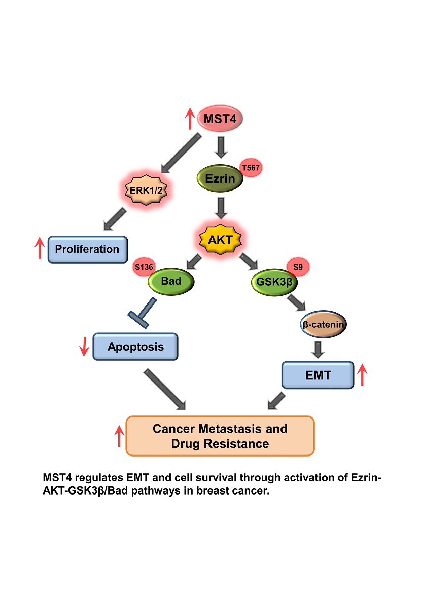 MST4: a Potential Oncogene and Therapeutic Target in Breast Cancer[v1] | Preprints.org